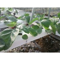 China Shoulder Height 2.5m Home Hydroponic Greenhouse Customized With Galvanized Steel Pipe for sale