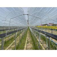 China Film Type Strawberry Hydroponic System Space Saving With High Production for sale
