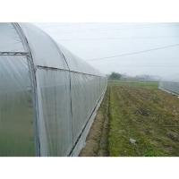China 3.3m Height Metal Frame Greenhouse 300sqm Customization For Strawberry for sale