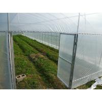 China Single Layer Plastic Film Greenhouse Versatile For Agricultural Applications for sale