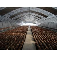 China Film Type Agricultural Equipment 10m Tunnel Width Insect Net Greenhouse for sale