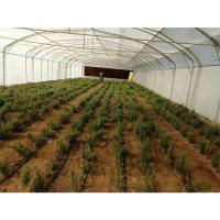 China 200 Micron Single Span Greenhouse High Capacity Plastic Film Greenhouse for sale