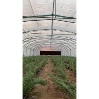 China 200 Micron Single Span Greenhouse High Capacity Plastic Film Greenhouse for sale