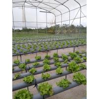 China Customized Galvanized Steel Frame Greenhouse For Flowers And Berries for sale
