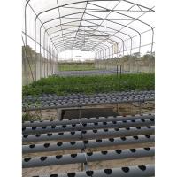 China Customized Galvanized Steel Frame Greenhouse For Flowers And Berries for sale