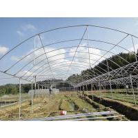 China Film Cover Multi Span Greenhouse 5m Roof Height For Vegetables And Fruits for sale
