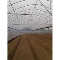 China Film Cover Multi Span Greenhouse 5m Roof Height For Vegetables And Fruits for sale
