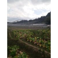 China Film Cover Multi Span Greenhouse 5m Roof Height For Vegetables And Fruits for sale