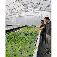 China UV Proof Greenhouse Hydroponics System Vegetables Growing Deep Water Culture System for sale