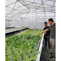 China Roof Height 6.5m Wrought Iron Greenhouse For Flowers And Vegetables for sale