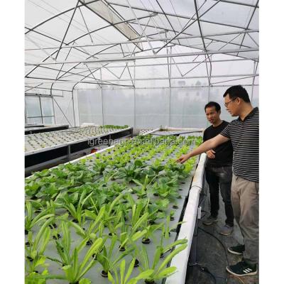China Roof Height 6.5m Wrought Iron Greenhouse For Flowers And Vegetables for sale