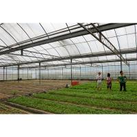 China Vegetables Growing Multi Span Greenhouse PE Plastic Cover Tomato Plant Greenhouse for sale