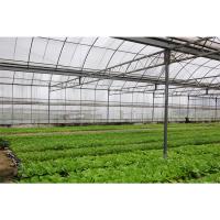 China Vegetables Growing Multi Span Greenhouse PE Plastic Cover Tomato Plant Greenhouse for sale