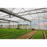 China Vegetables Growing Multi Span Greenhouse PE Plastic Cover Tomato Plant Greenhouse for sale