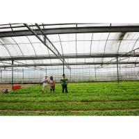 China 12-15 Meter Tunnel Width IGREEN Large Multi-Span Plastic Greenhouse for Plant Farming for sale