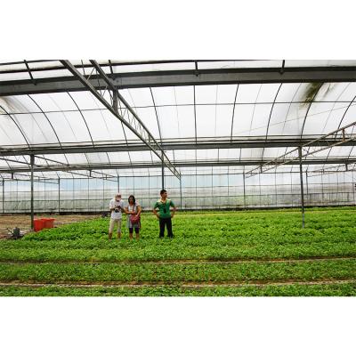 China 12-15 Meter Tunnel Width IGREEN Large Multi-Span Plastic Greenhouse for Plant Farming for sale