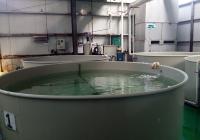 China Galvanized Steel Pipe Circular RAS Fish Tank 10 Meter Fresh Water Automatic Feeding for sale