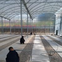 China Single Layer Greenhouse Hydroponics System Wrought Iron Greenhouse With Film Surface for sale