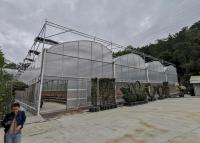 China Single Layer Greenhouse Hydroponics System Wrought Iron Greenhouse With Film Surface for sale