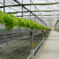 China IGreen Tunnel Strawberry Greenhouses PE Greenhouse for Vegetable and Flower Growing for sale