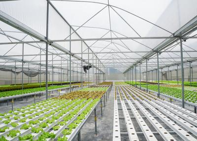 China Customizable Plastic Tunnel Greenhouse Saw Tooth Roof Vent Multi Span For Agriculture for sale
