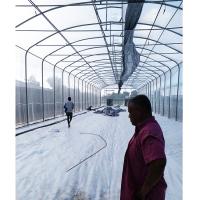 China Umbrella Structure Agricultural Greenhouse 8m Height Wide Span Greenhouse for sale