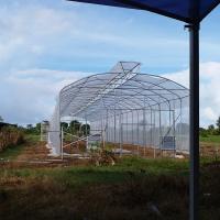 China Umbrella Structure Agricultural Greenhouse 8m Height Wide Span Greenhouse for sale