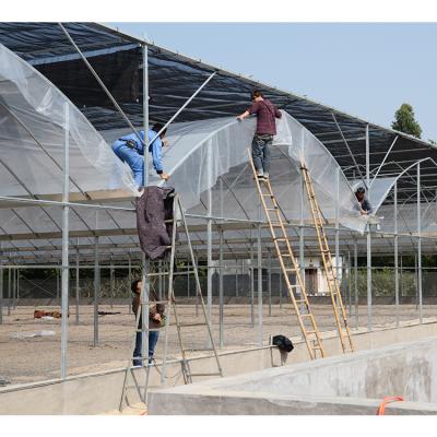 China No Roof Vent Agricultural Greenhouse Vegetable Growing Single Span Greenhouse for sale
