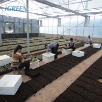 China Film Type Multi Span Greenhouse Wide Span Greenhouse With Steel Skeleton And Shoulder Height 2m for sale