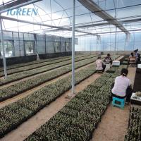China Film Type High Tunnel Greenhouse Customizable For Flowers Farming Demands for sale
