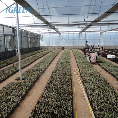 China Galvanized Steel Frame Commercial Orchid Greenhouse For Flower Professional Growers for sale