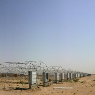 China PE Cooling System Agricultural Greenhouse Flower Growing Galvanized Steel Greenhouse for sale