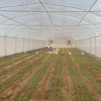 China 10m Width Tunnel Light Deprivation Greenhouse Single Layer With Galvanized Steel Pipe for sale