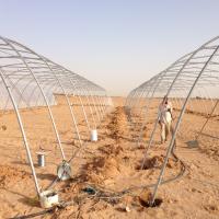 China Agricultural Single Span Greenhouse Flowers And Vegetables Poly Film Greenhouse for sale