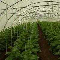 China Agricultural Single Span Greenhouse Flowers And Vegetables Poly Film Greenhouse for sale