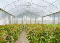 China Roof Window Multi Tunnel Greenhouse With Zinc Coating 275gsm And Tunnel Width 8m for sale
