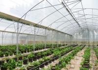 China Roof Window Multi Tunnel Greenhouse With Zinc Coating 275gsm And Tunnel Width 8m for sale