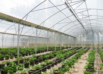 China Roof Window Multi Tunnel Greenhouse With Zinc Coating 275gsm And Tunnel Width 8m for sale