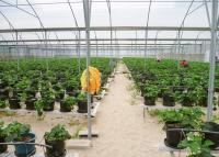 China Roof Window Multi Tunnel Greenhouse With Zinc Coating 275gsm And Tunnel Width 8m for sale