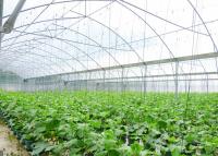 China Roof Window Multi Tunnel Greenhouse With Zinc Coating 275gsm And Tunnel Width 8m for sale