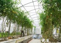 China Commercial Vegetable Greenhouse Kits With Rain Gutter And Large Zinc Coating 275gsm for sale