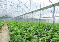China Multi-Span Agricultural Greenhouse for Hydroponic Tomato and Optimal Irrigation System for sale