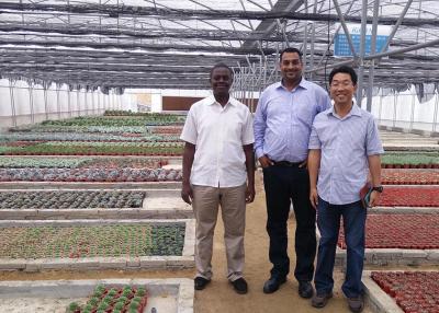 China S Hot Dipped Galvanized Steel Structure Greenhouse for Agricultural Vegetable for sale