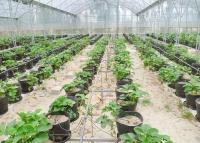 China S Hot Dipped Galvanized Steel Structure Greenhouse for Agricultural Vegetable for sale