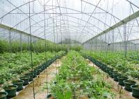China S Hot Dipped Galvanized Steel Structure Greenhouse for Agricultural Vegetable for sale