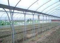 China 10m Tunnel Width Multi Span Greenhouse Steel Pipe Greenhouse For Hydroponic System for sale