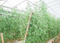 China WL8132X Single Greenhouses Agricultural Plastic Film Panels 7-10m for sale