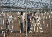 China WL8132X Single Greenhouses Agricultural Plastic Film Panels 7-10m for sale