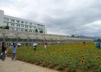 China WL108Y Large IGreen Polycarbonate Panels Customized Length for Greenhouse for sale