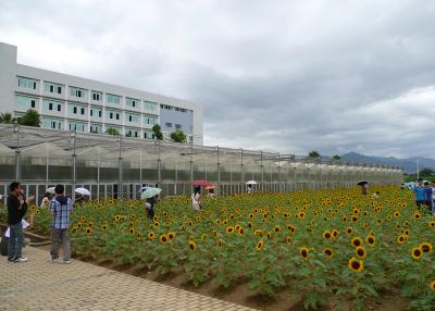 China WL108Y Large IGreen Polycarbonate Panels Customized Length for Greenhouse for sale